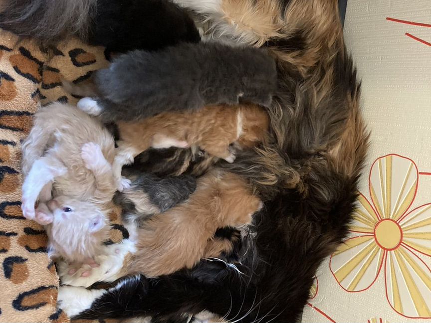 Котята мейкуны бесплатно