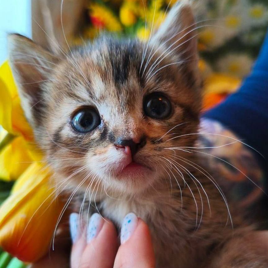 Котёнок в добрые руки