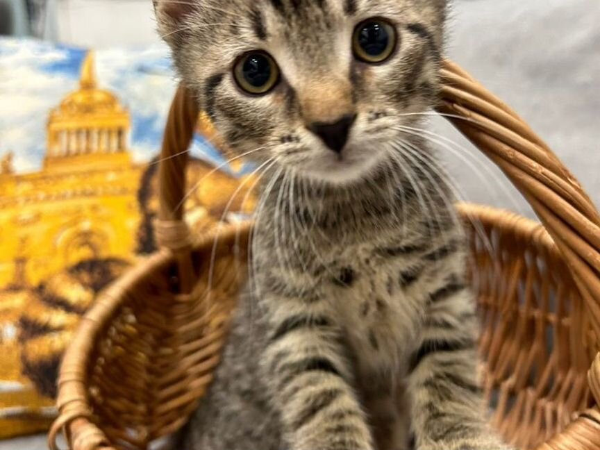 Маленький серый мальчик Яшечка 2 мес ищет дом