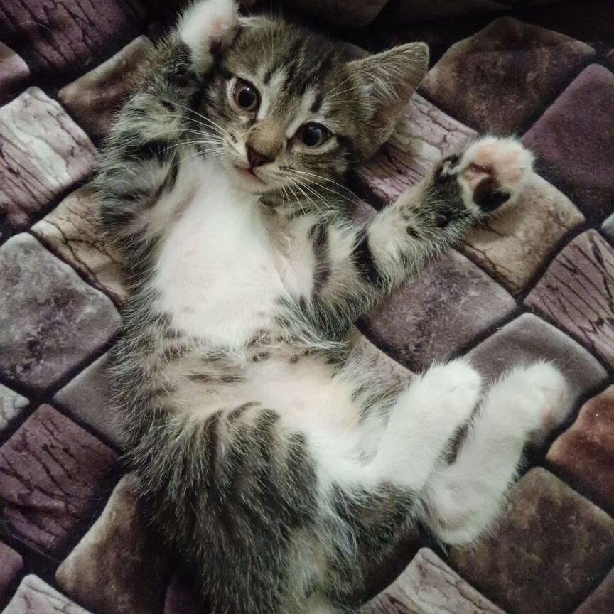 Кошки в добрые руки бесплатно