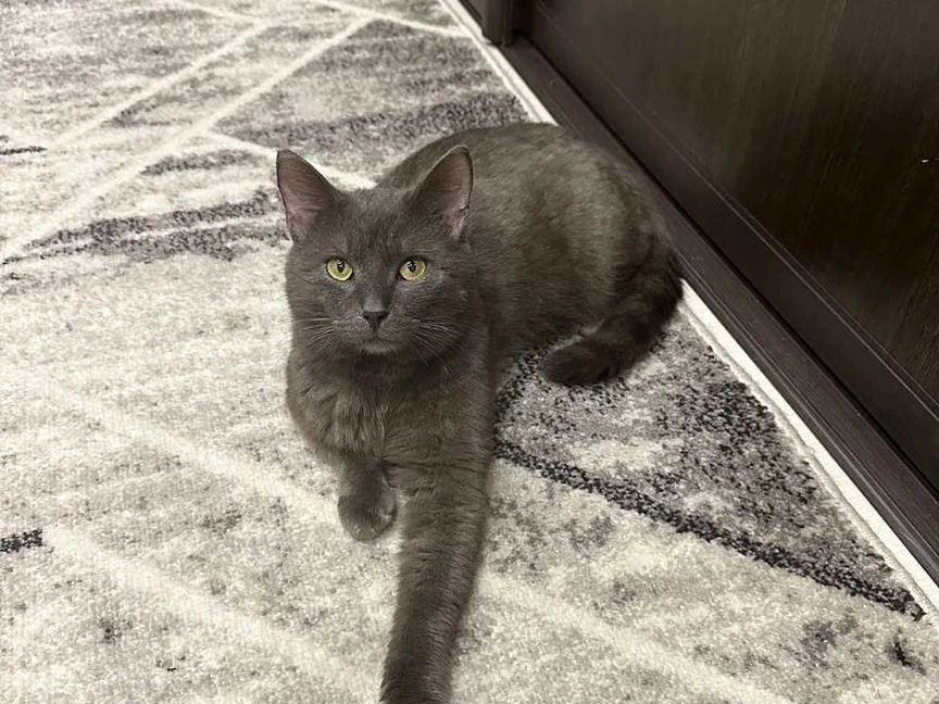 Котик в добрые руки