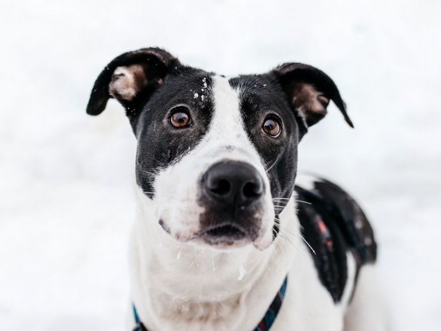 Собака в добрые руки отдам бесплатно