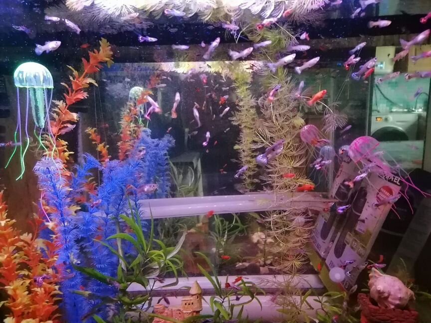 Аквариумные рыбки