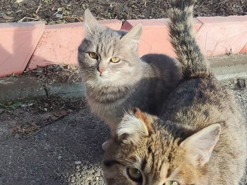 Кошка в дар бесплатно