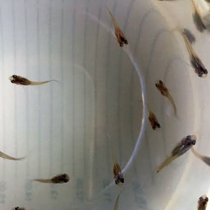 Мальки гуппи