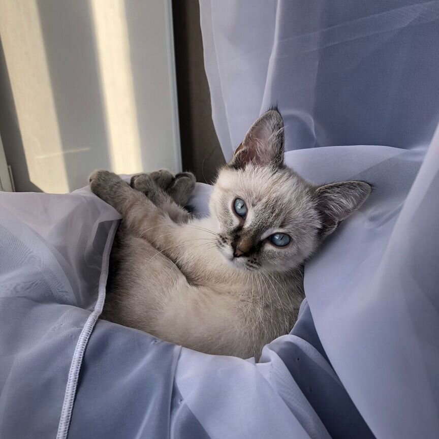 Вязка кошек