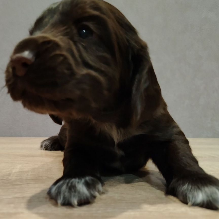 Русский охотничий спаниель, щенок