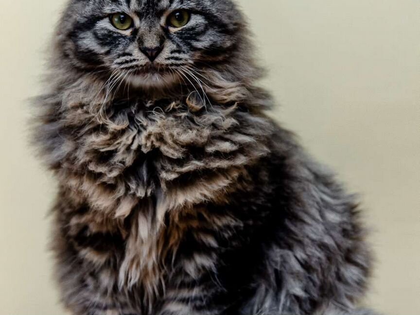 Сибирские котята с документами