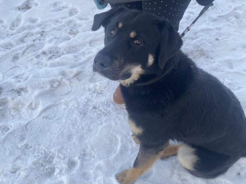 Собака в добрые руки