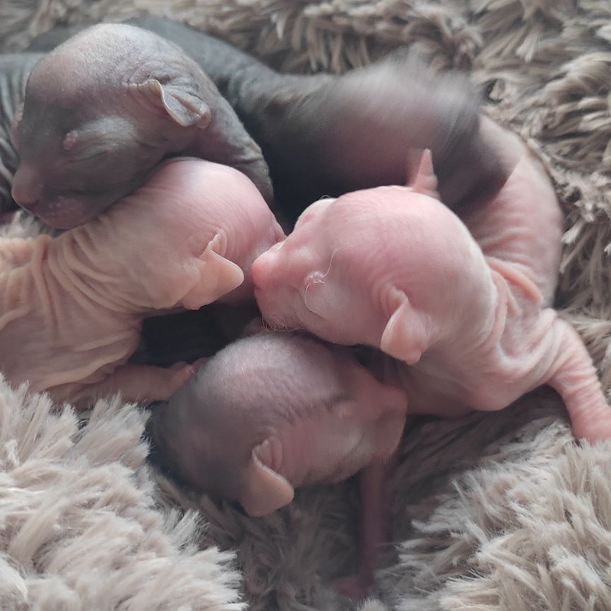 Канадский сфинкс котята