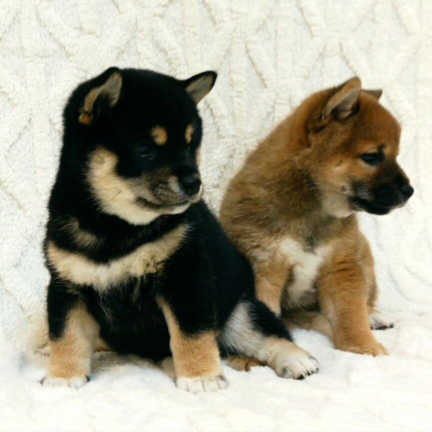 Щенки сиба ину