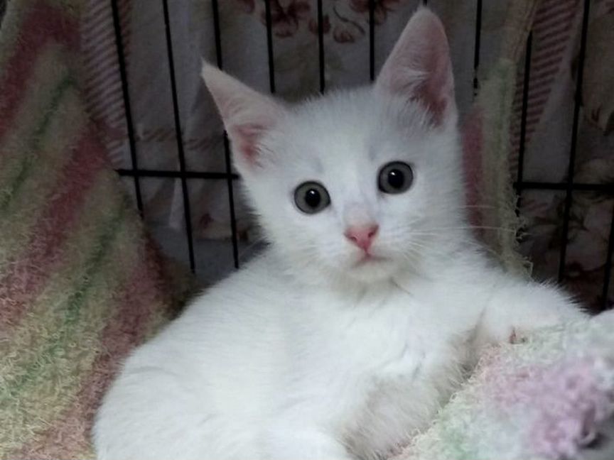 Белоснежные котята в горошек 2 мес