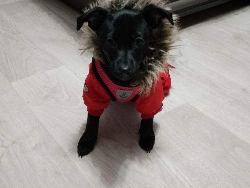 Собака в добрые руки