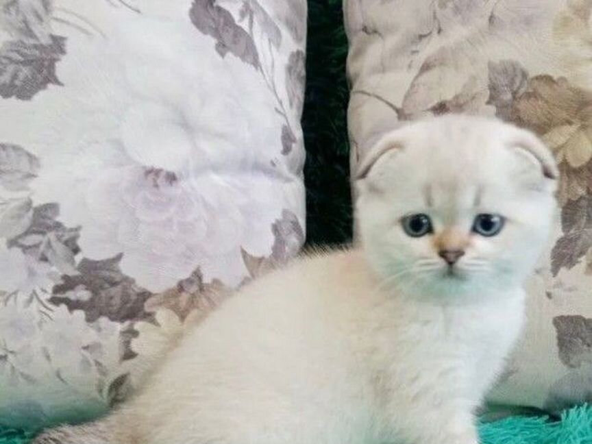 Котята