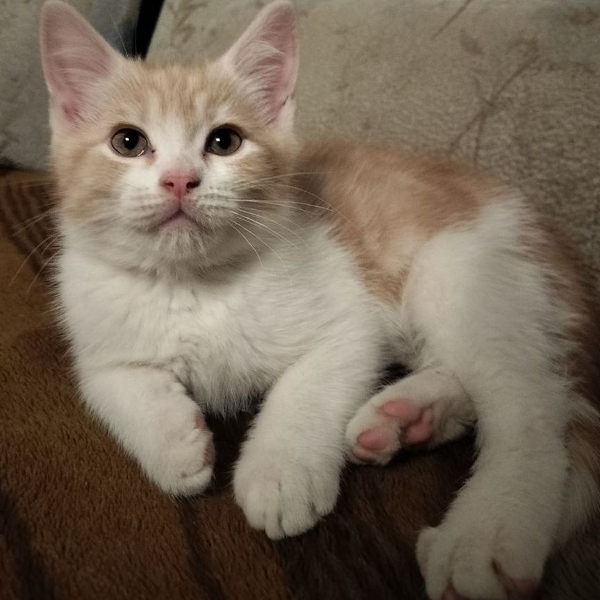 Мейн-кун котёнок