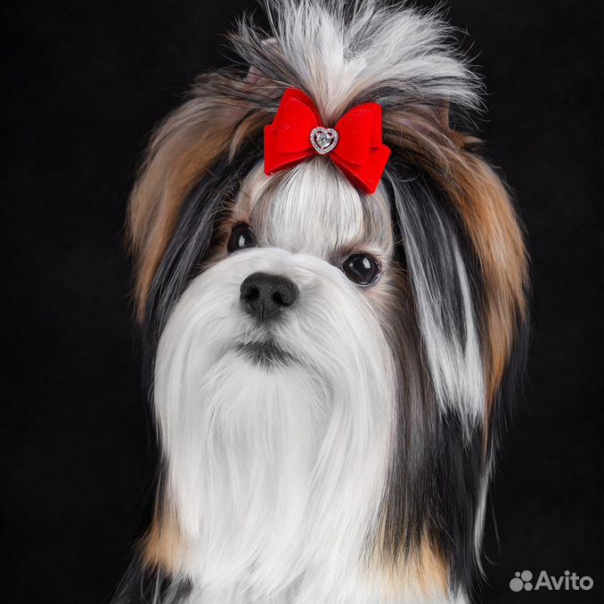 Бивер - кобель для вязок