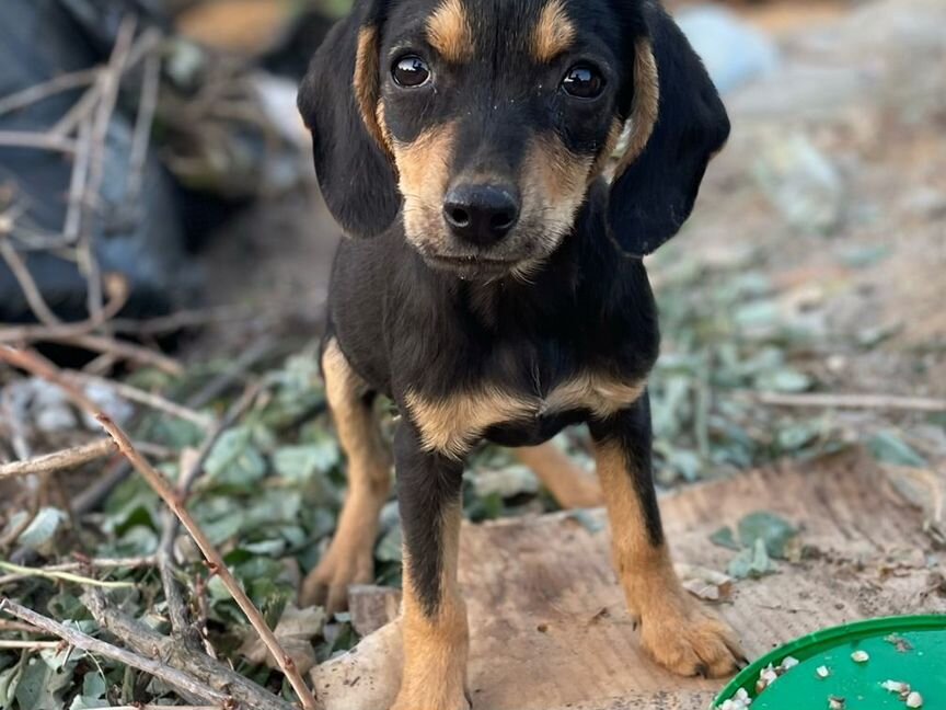Чудесные щеночки от маленькой собачки