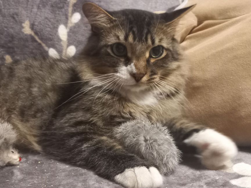 Котик
