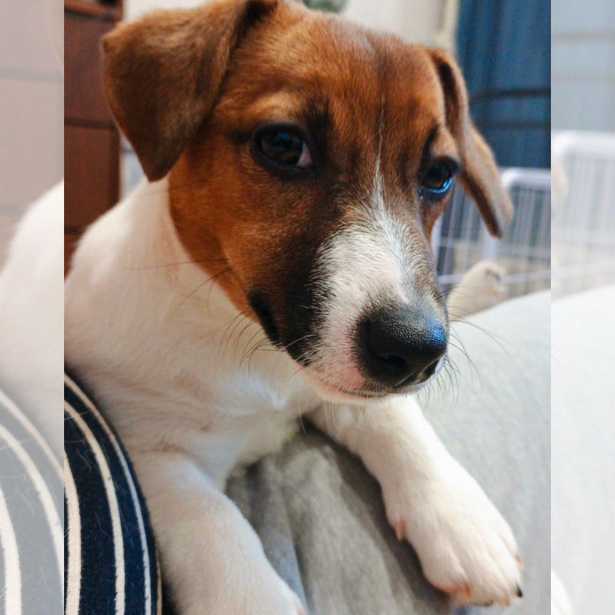 Джек-рассел-терьер, щенок