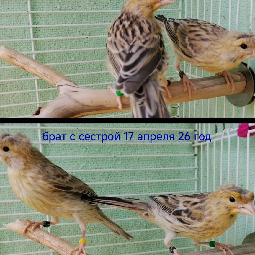 Кенара и канарейки