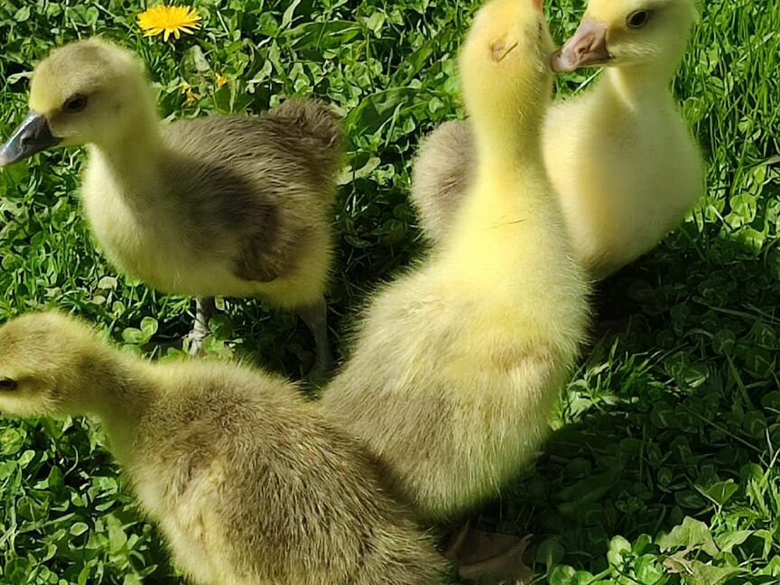 Гусята подрощенные