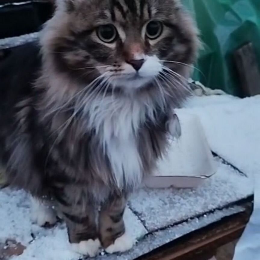 Котик в добрые руки