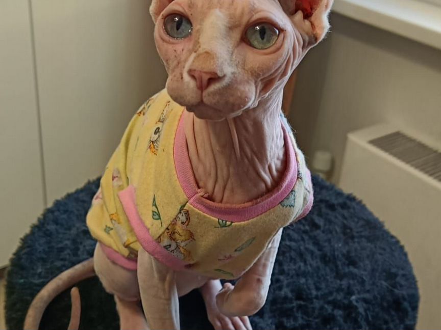 Котёнок сфинкс эльф