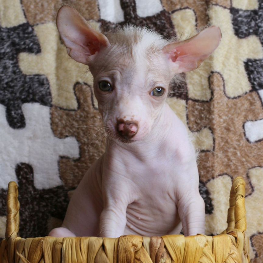 Мексиканская голая собака, щенок