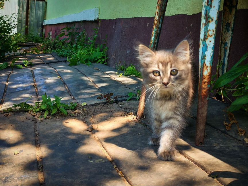 Котенок в дар бесплатно