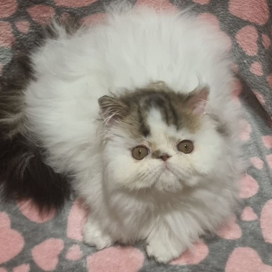 Персидская кошка