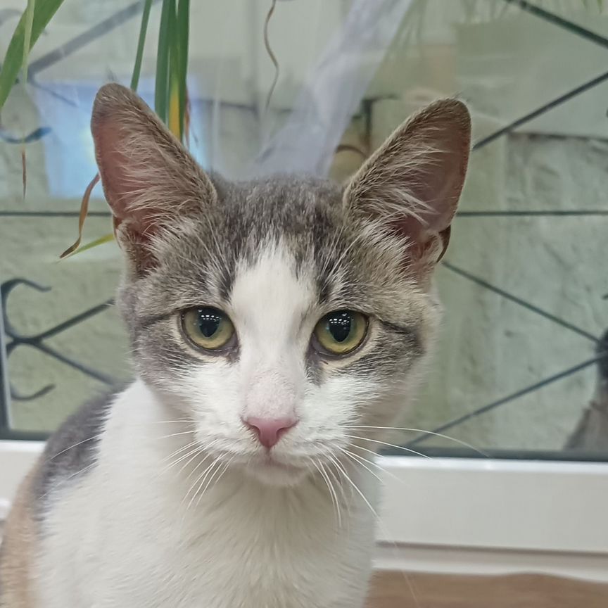 Всегда с хорошим настроением, кошечка, 4,5 мес