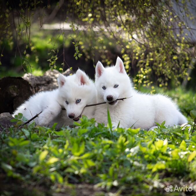 Белые щенки хаски