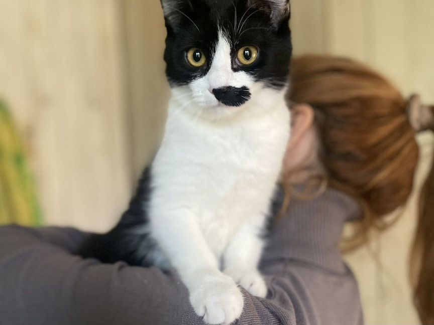 Для любителей сладенького, кот Зефирчик