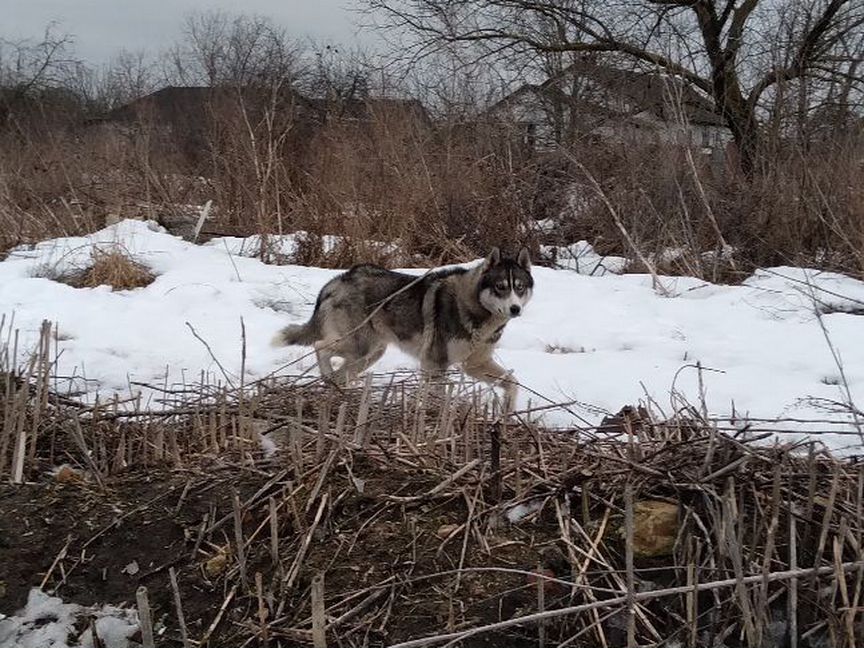 Собака хаски