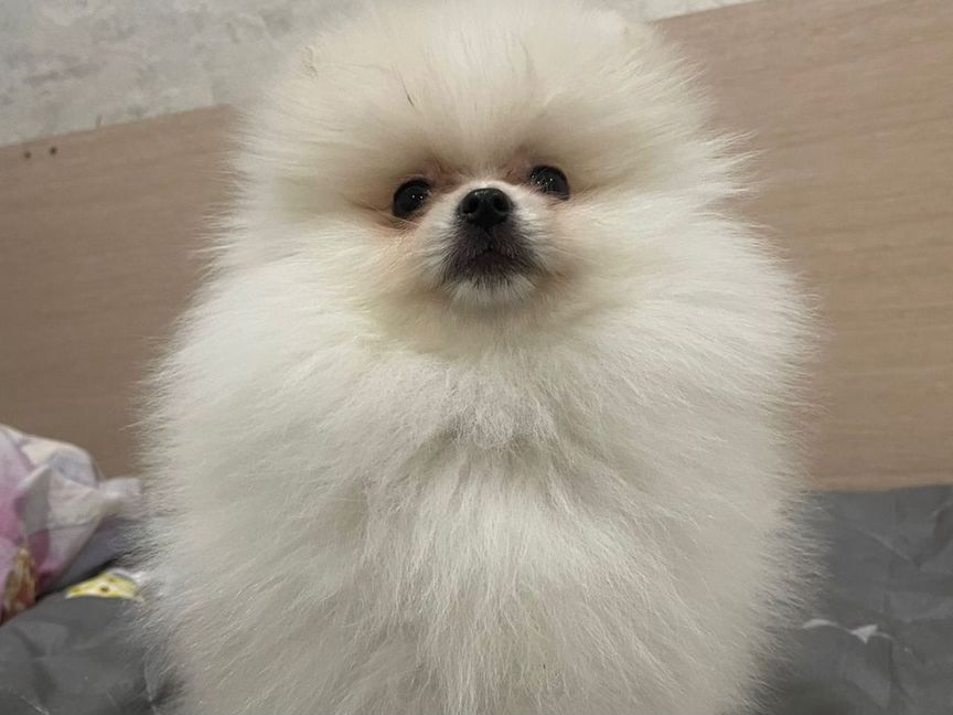 Щенки шпица крем