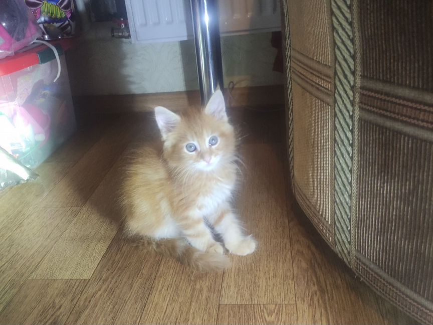 Мейн-кун котенок мальчик