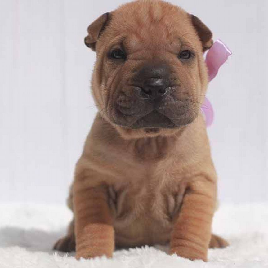 Шарпей, щенок