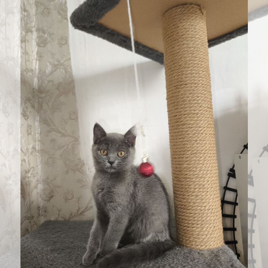 Шотландский прямоухий короткошёрстный котёнок