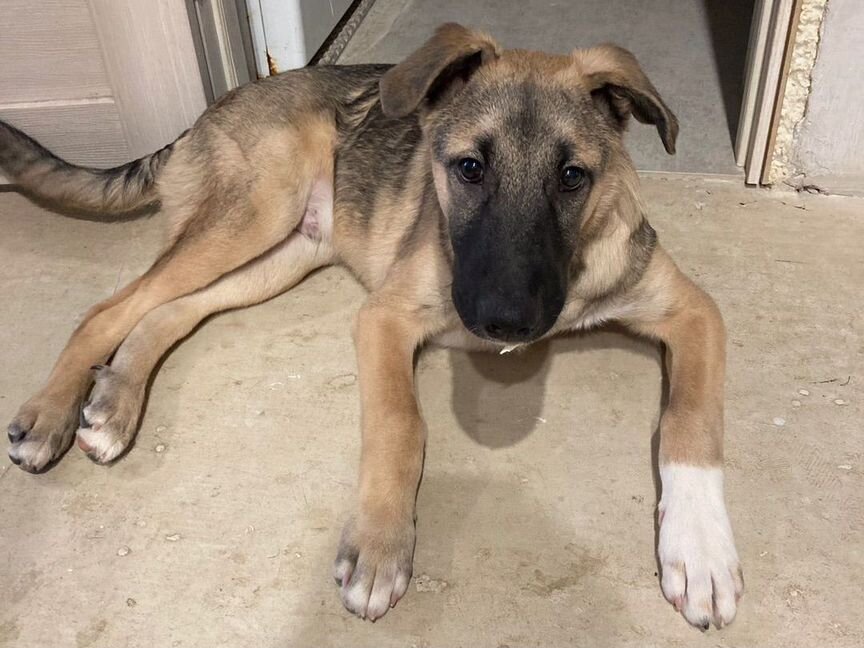 Славный щенок в дар