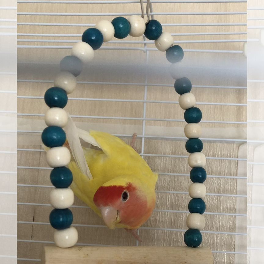 Попугай неразлучник самка