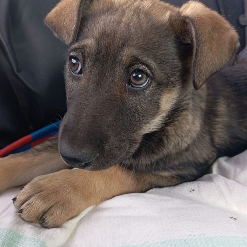 Отдам бесплатно щенки