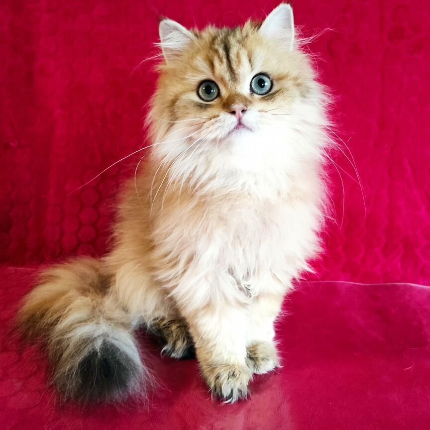 Британский длинношёрстный котёнок