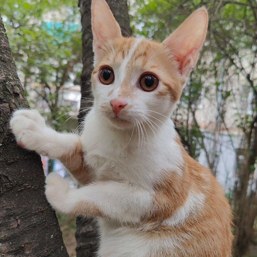 Котенок Лимончик