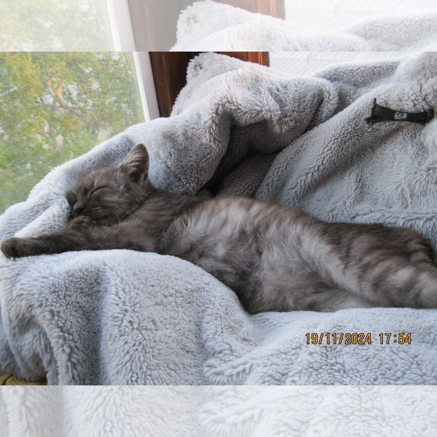 Отдам котенка в добрые руки