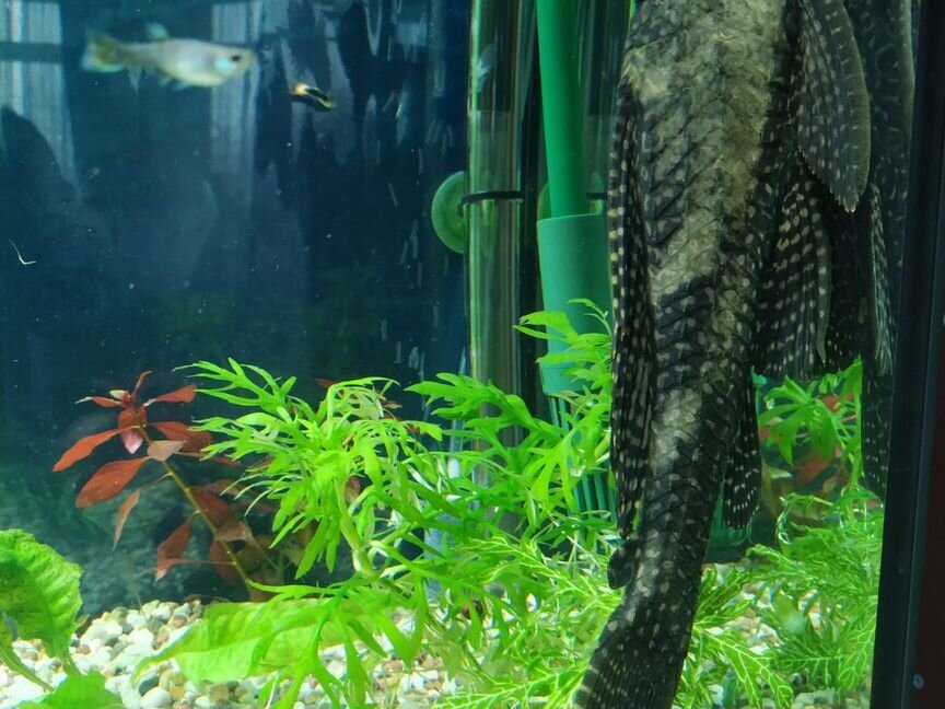 Сом птеригоплихт, декор аквариумный