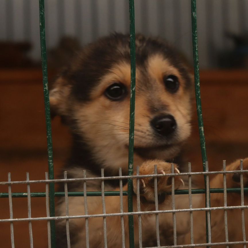 Щенок из приюта