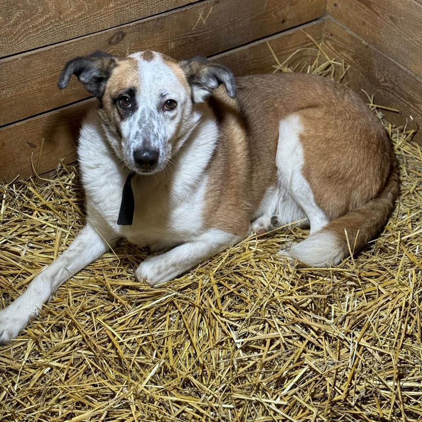 Нежная собака для семьи и детей