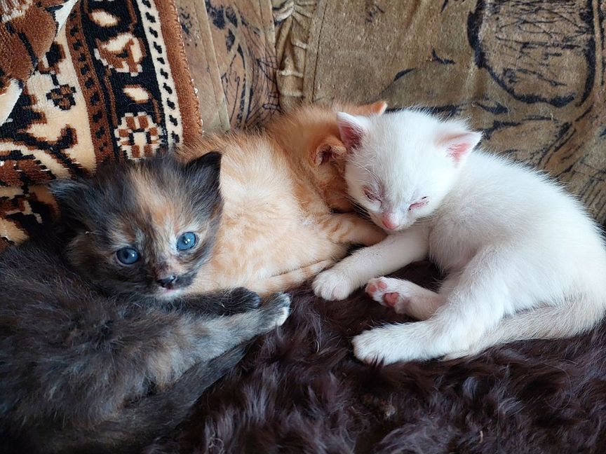 Котята в добрые руки