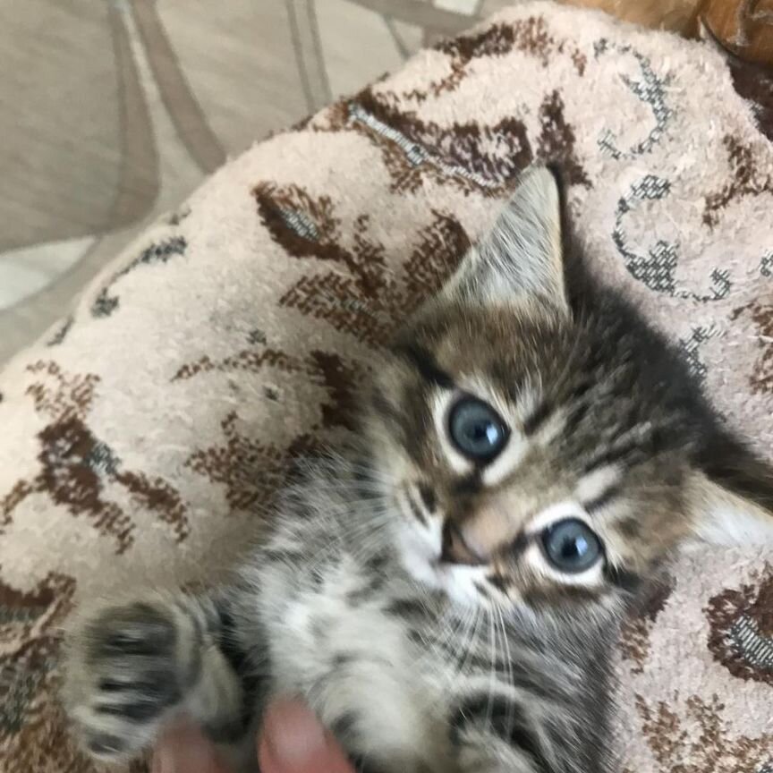 Лечебный котенок