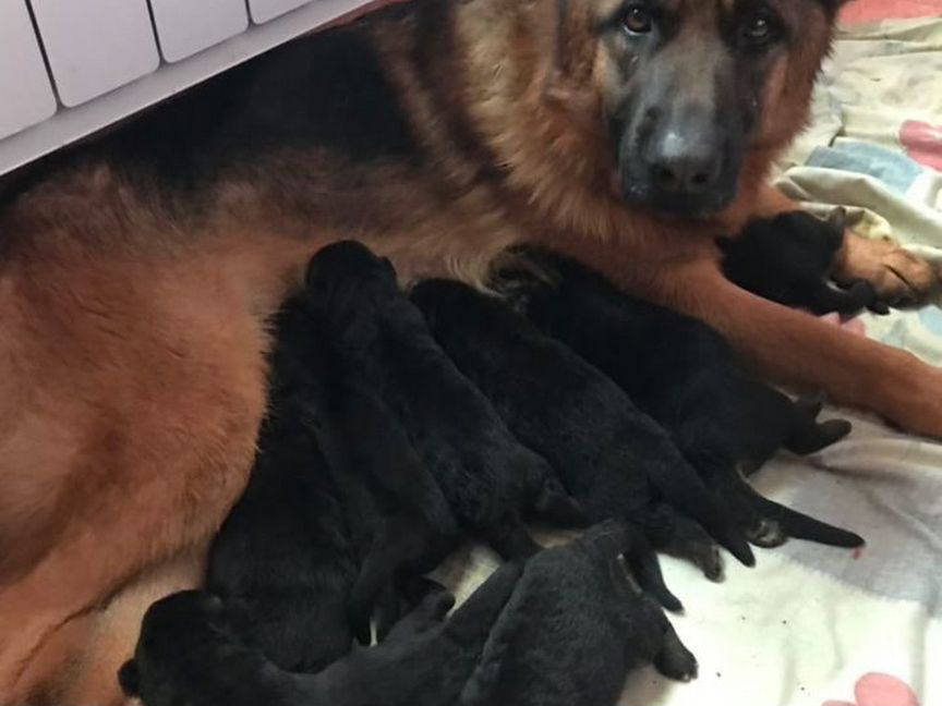 Щенки немецкой овчарки